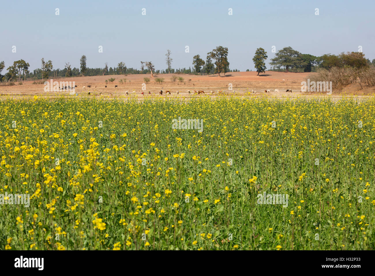 Mustard field, Lamgoan Village, Tahasil Lundra, District Sarguja ...