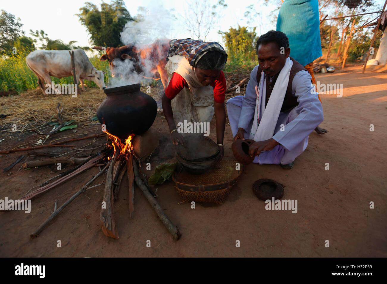 Tribal People extracting Mustard Oil using traditional method, NAGESIA ...