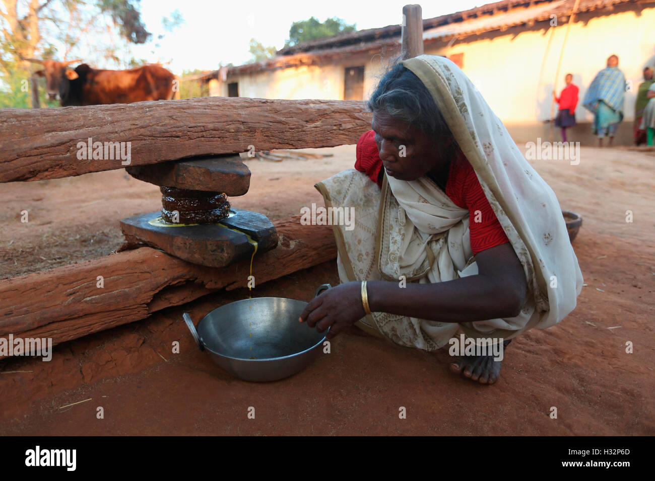 Tribal People extracting Mustard Oil using traditional method, NAGESIA ...