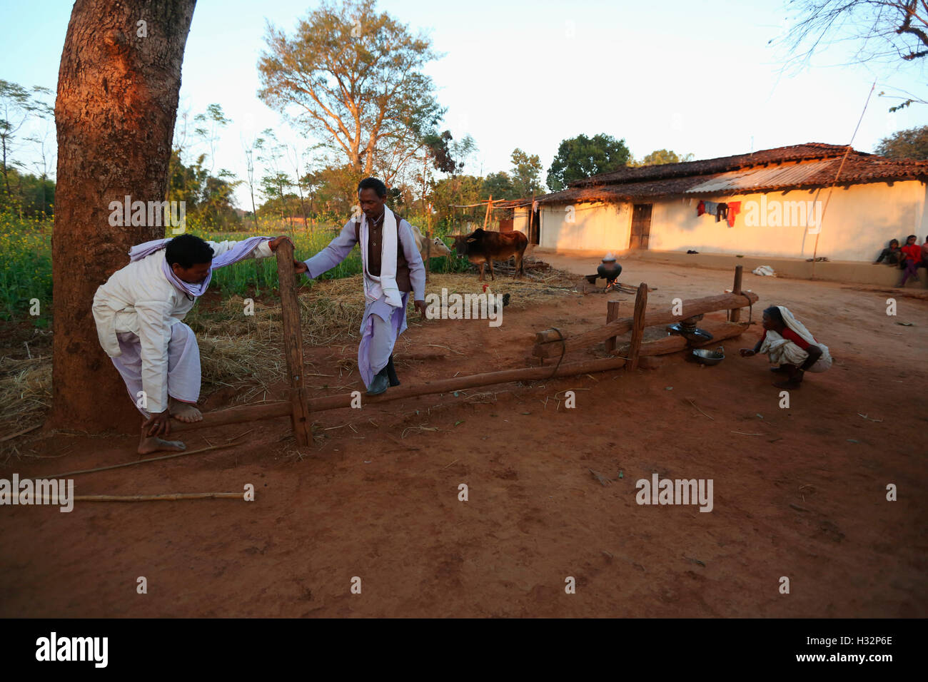 Tribal People extracting Mustard Oil using traditional method, NAGESIA ...
