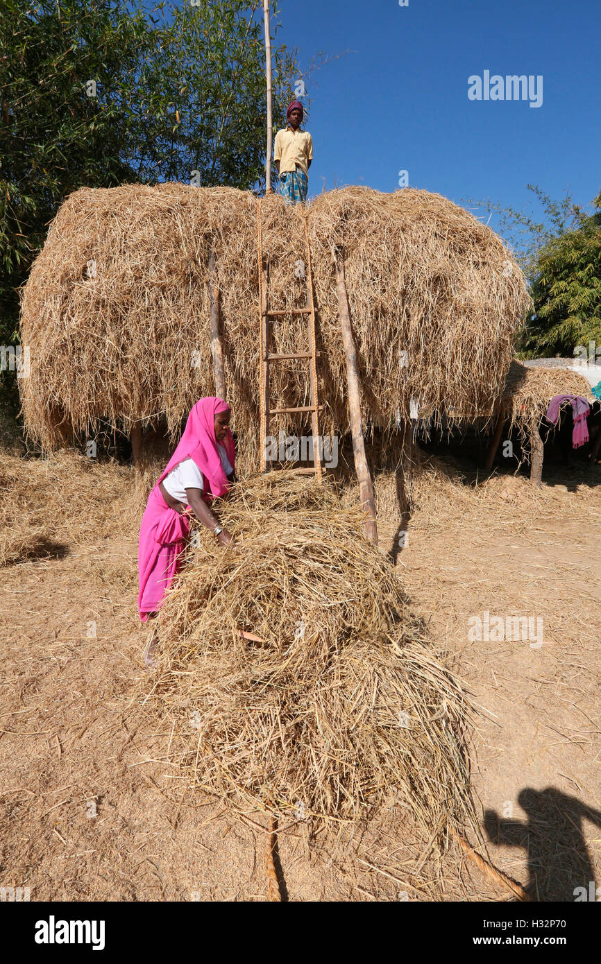 Straw agriculture hi-res stock photography and images - Alamy