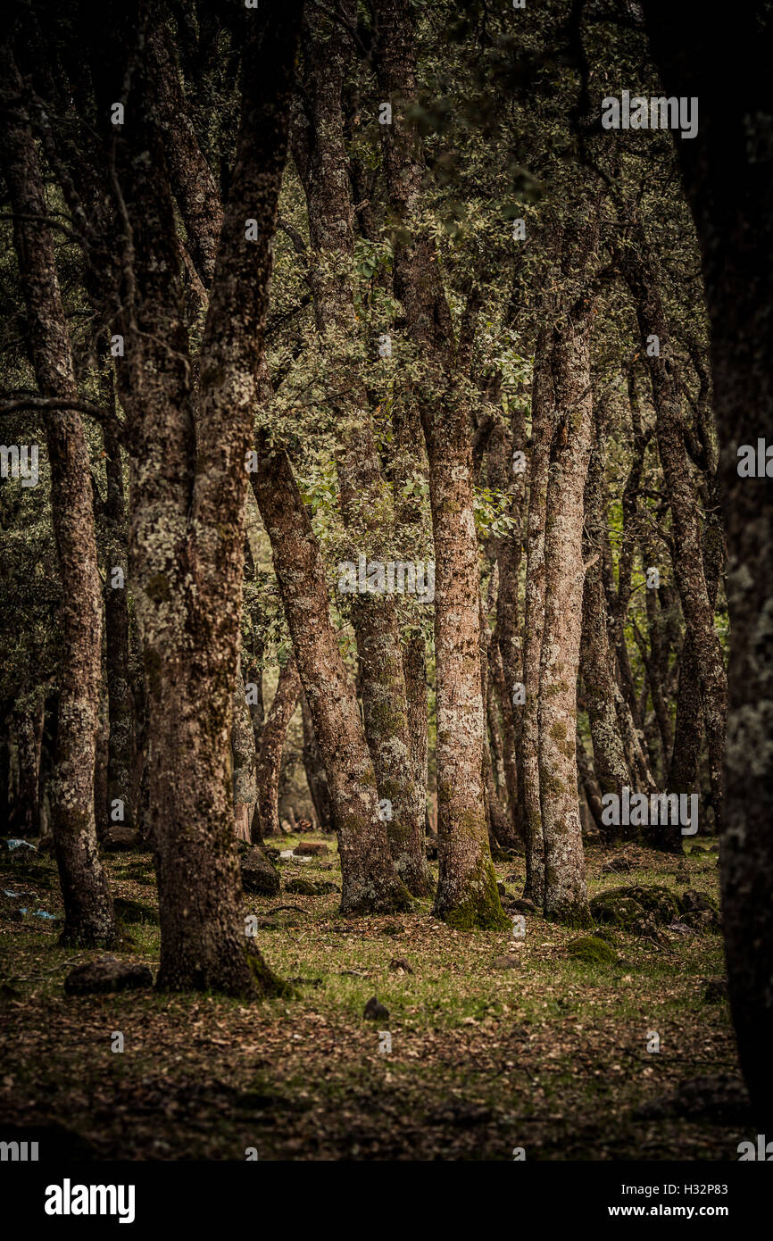 Deep dark forest hi-res stock photography and images - Alamy
