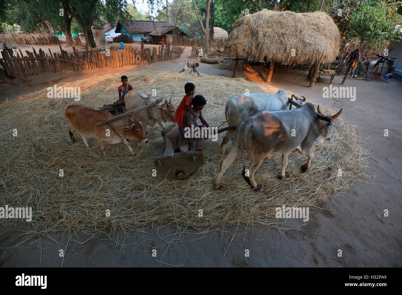 Farmers Dehusking the grains, PARAJA TRIBE, Damagul Village, Jagdalpur ...