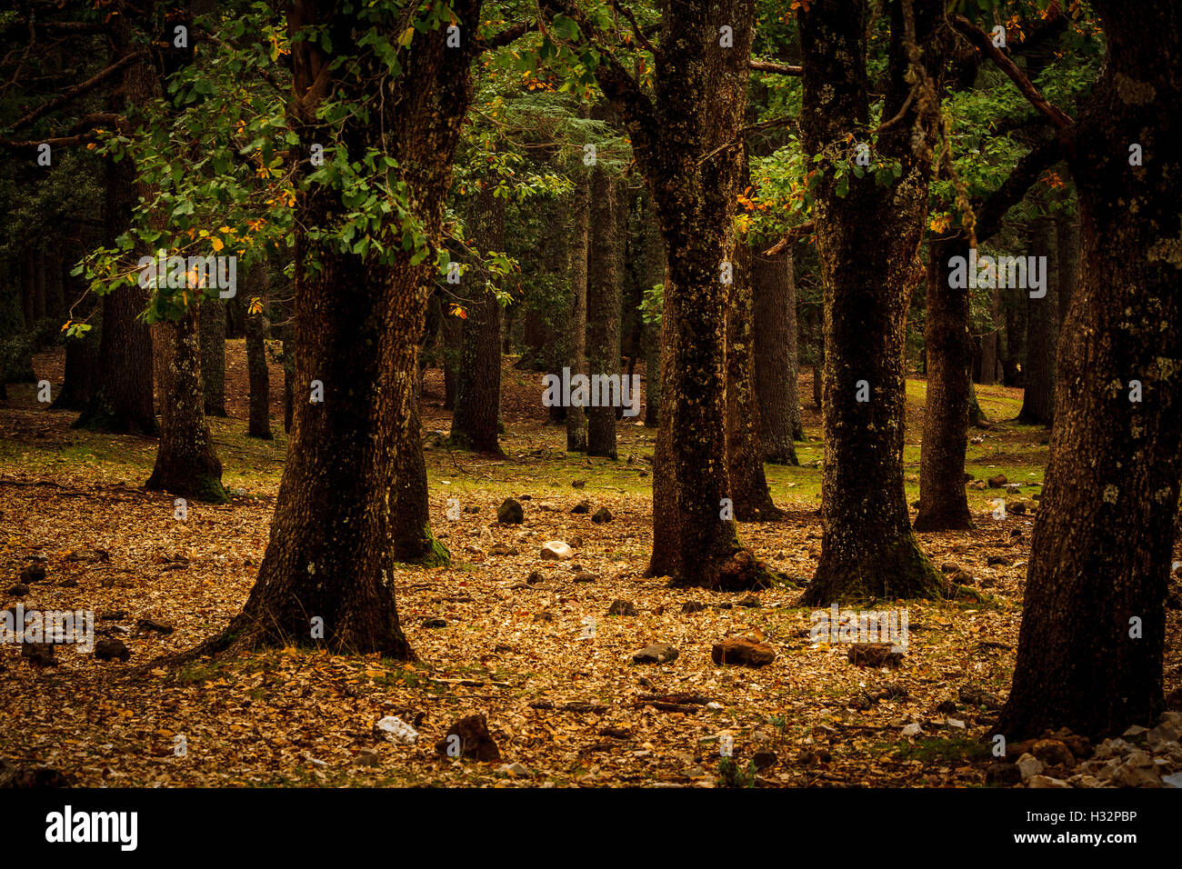 Deep dark forest hi-res stock photography and images - Alamy
