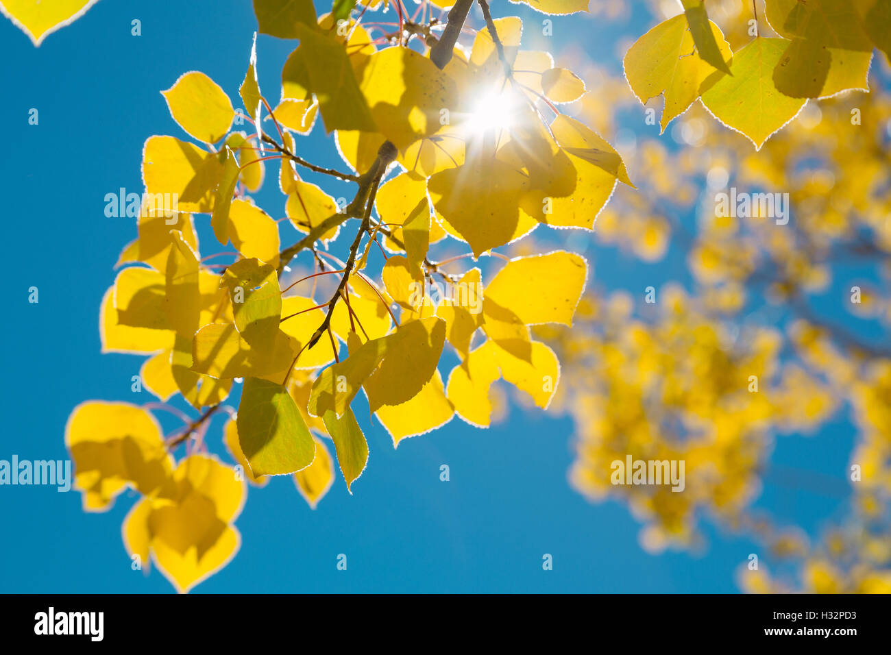 Sun rays brushing through aspen leaves Stock Photo - Alamy