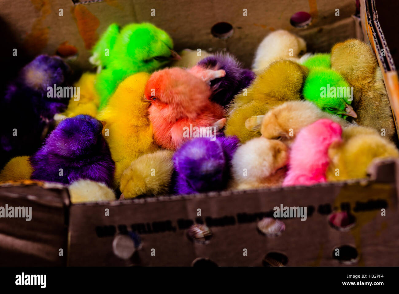 Cute chicken cartoon hi-res stock photography and images - Alamy