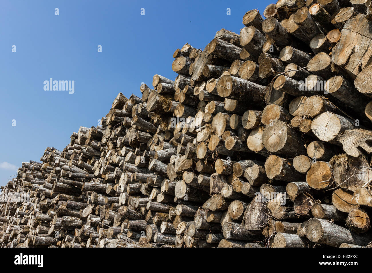 Big pile of logs on a blue sky background Stock Photo - Alamy