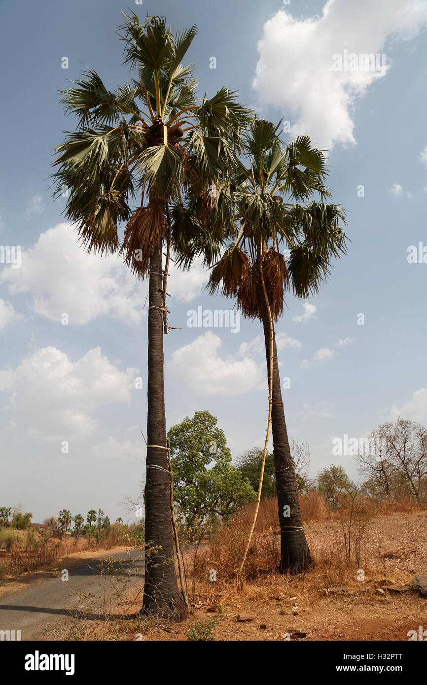 Toddy Trees, Rangpur Village -Tehsil, Chhota Udaipur, District Vadodara ...