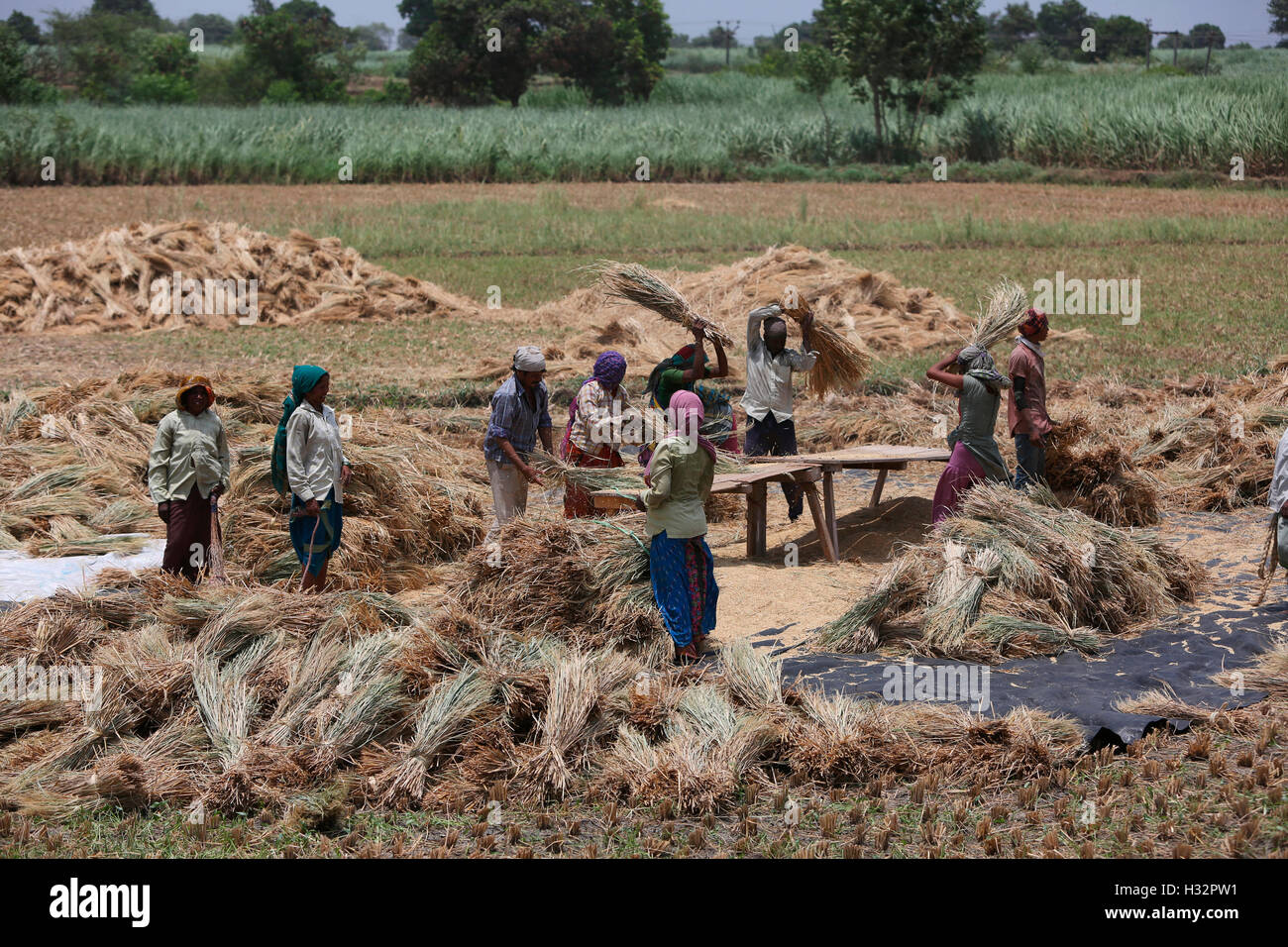 Tribal people dehusking the grains in a village near Surat, Gujrat ...