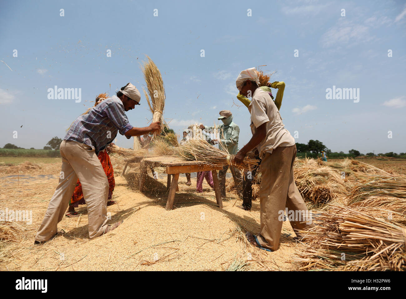 Tribal people dehusking the grains in a village near Surat, Gujrat ...