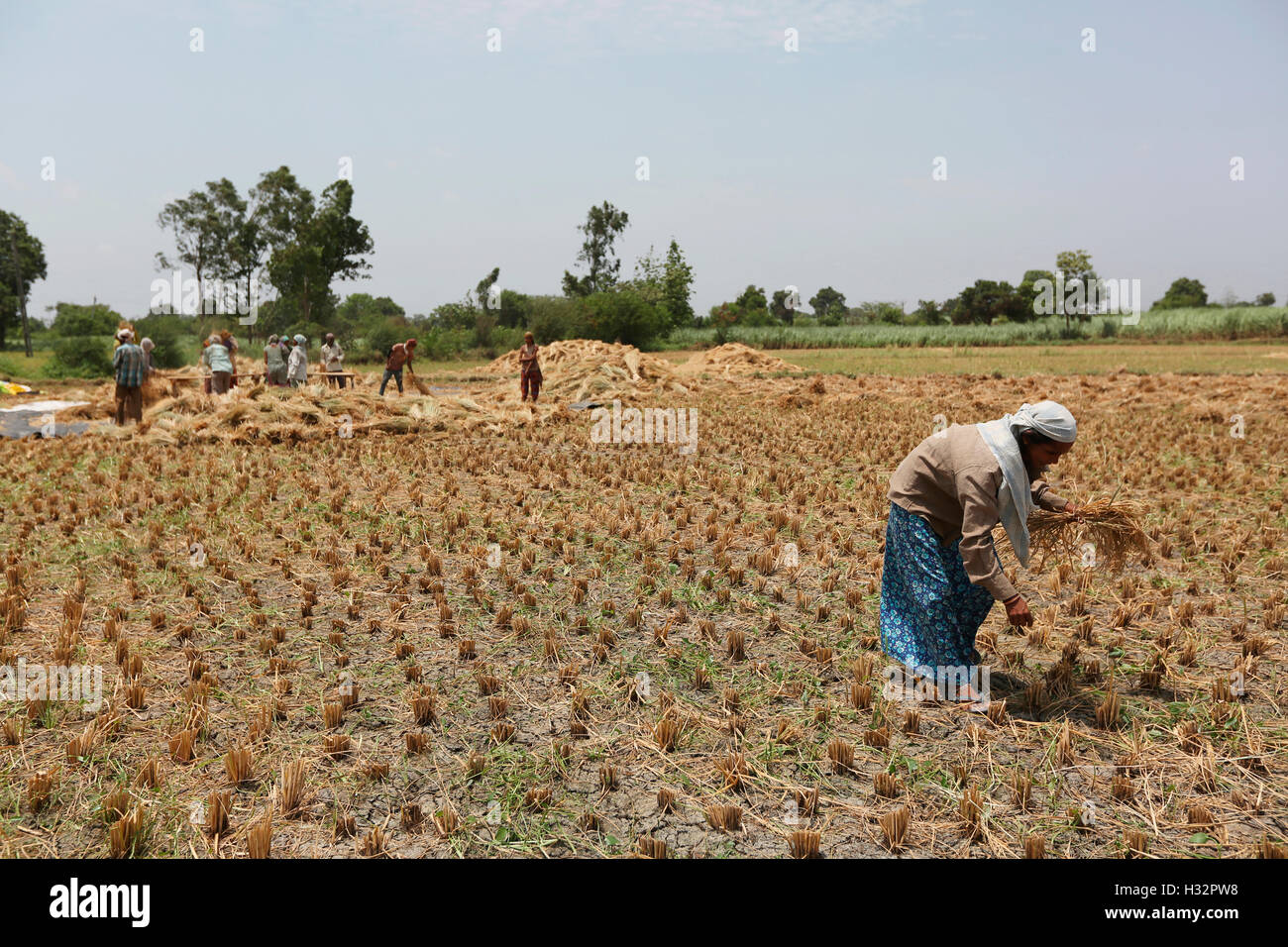 Tribal people dehusking the grains in a village near Surat, Gujrat ...