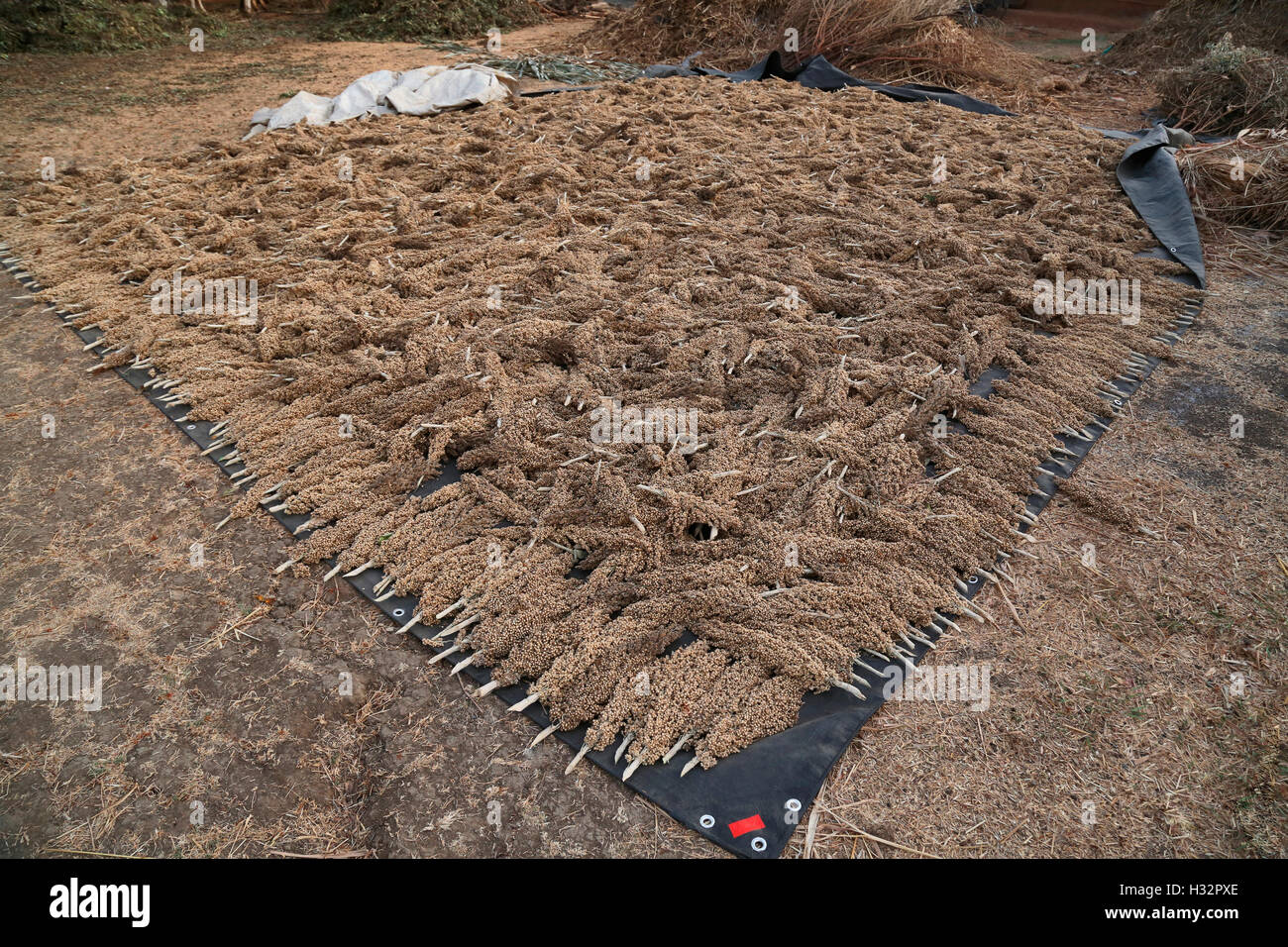 Jawar plant hi-res stock photography and images - Alamy