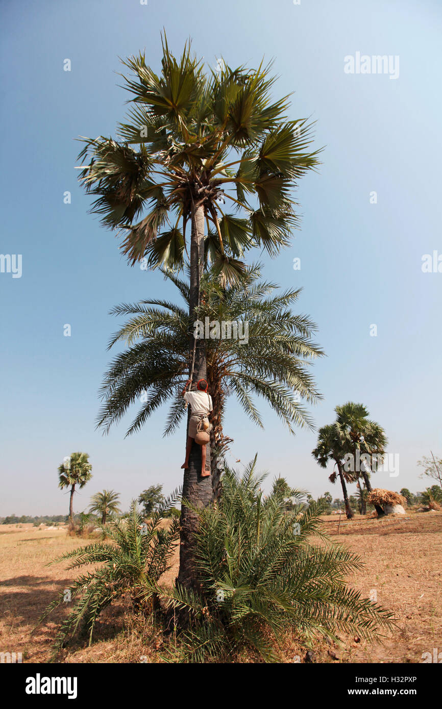 Man climbing a Toddy tree, Warli Tribe, Raytali village, Thane dist ...