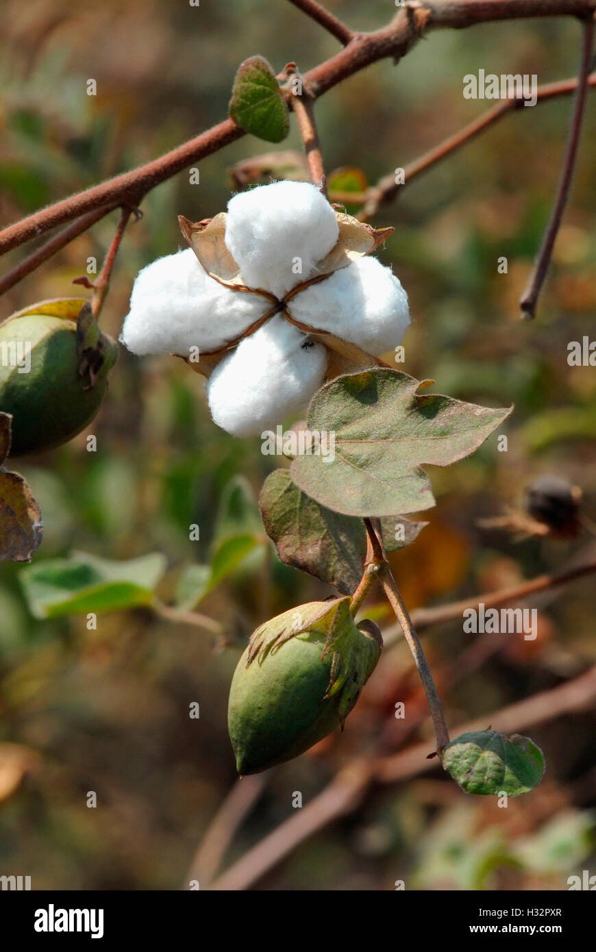 Cotton plant india hi-res stock photography and images - Alamy