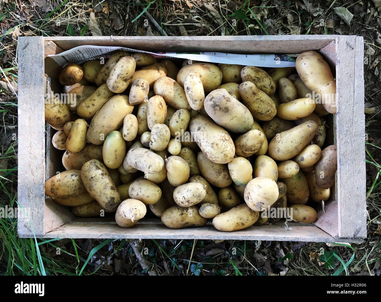 Potatoes from the farm field Stock Photo - Alamy