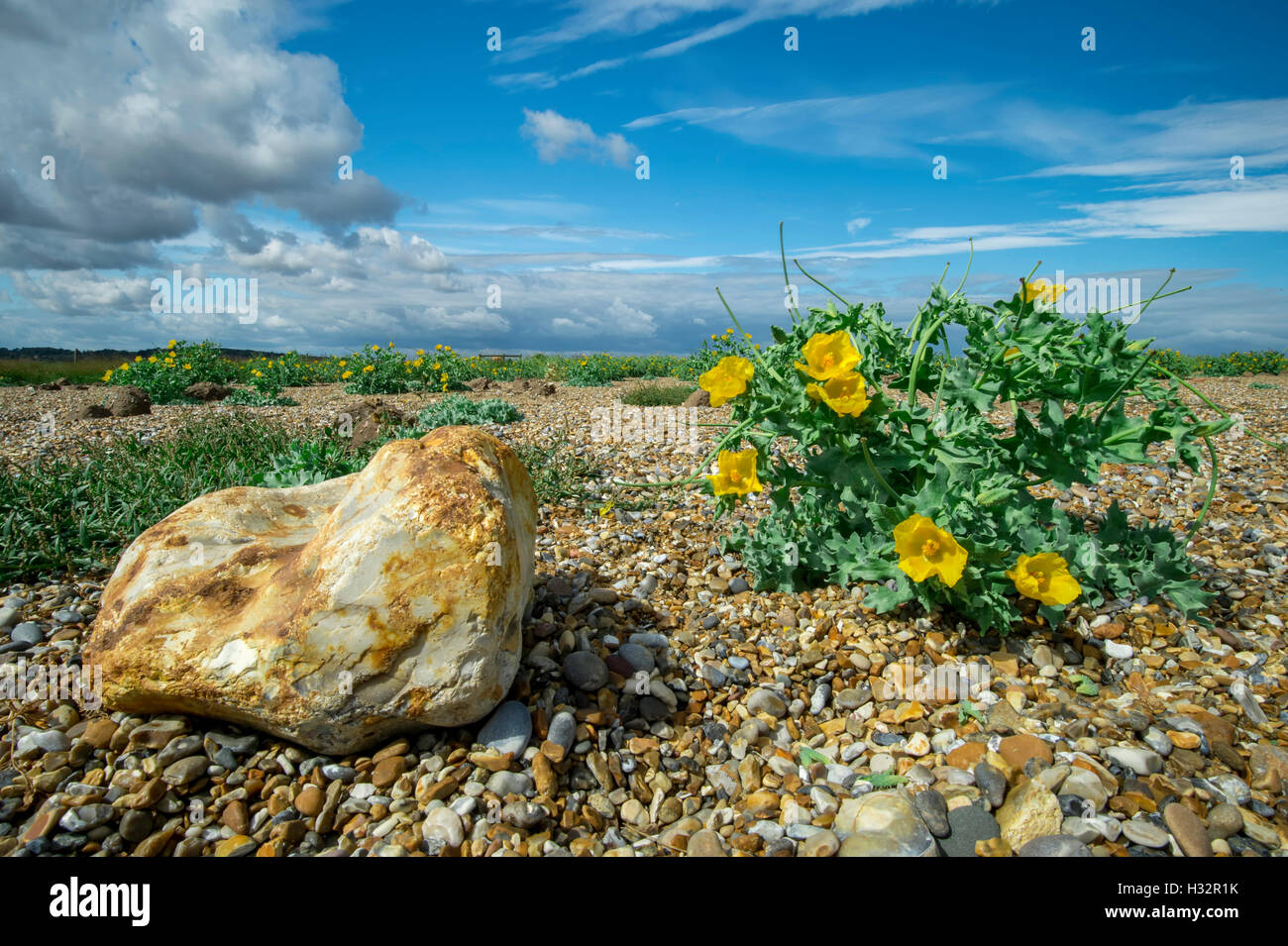 Cley shingle beach landscape with Sea Poppies Stock Photo - Alamy