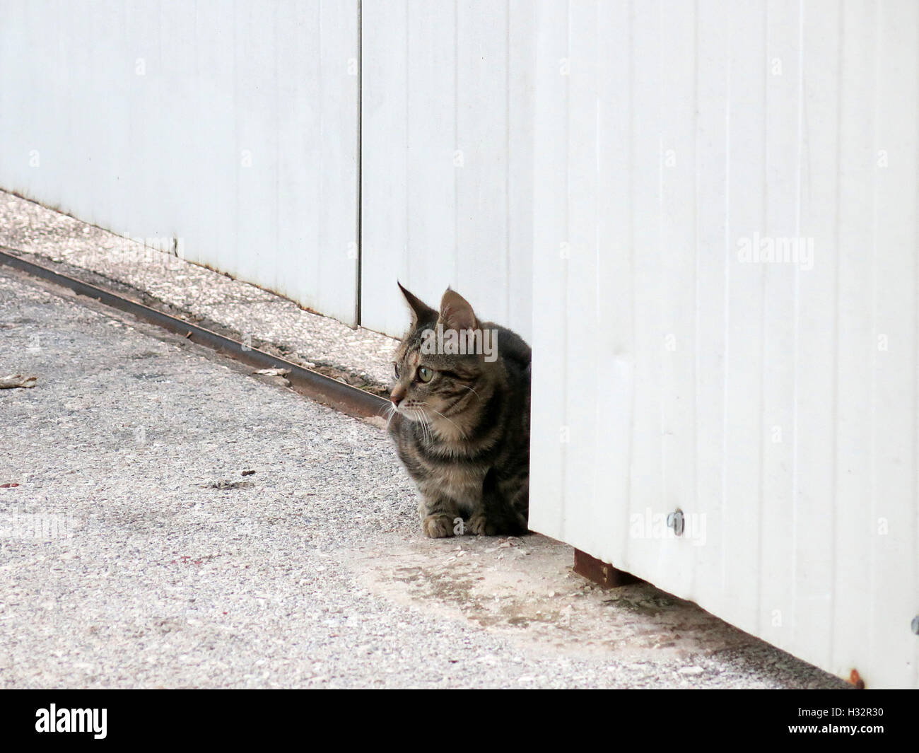 Wild cat animal hi-res stock photography and images - Alamy