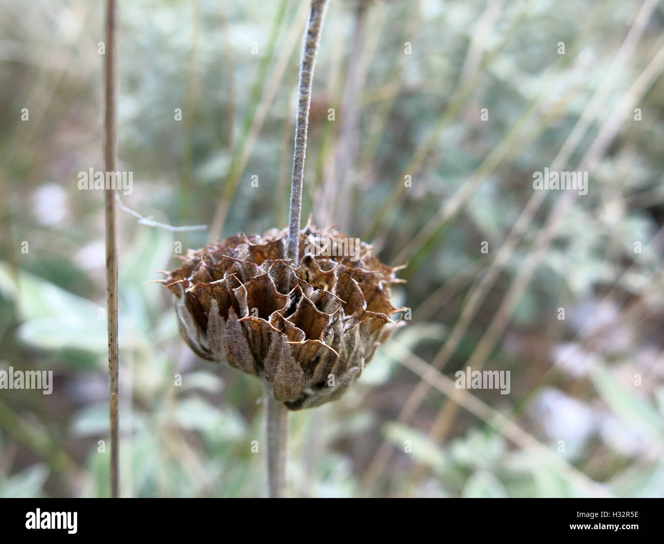 Brown vegetation hi-res stock photography and images - Alamy
