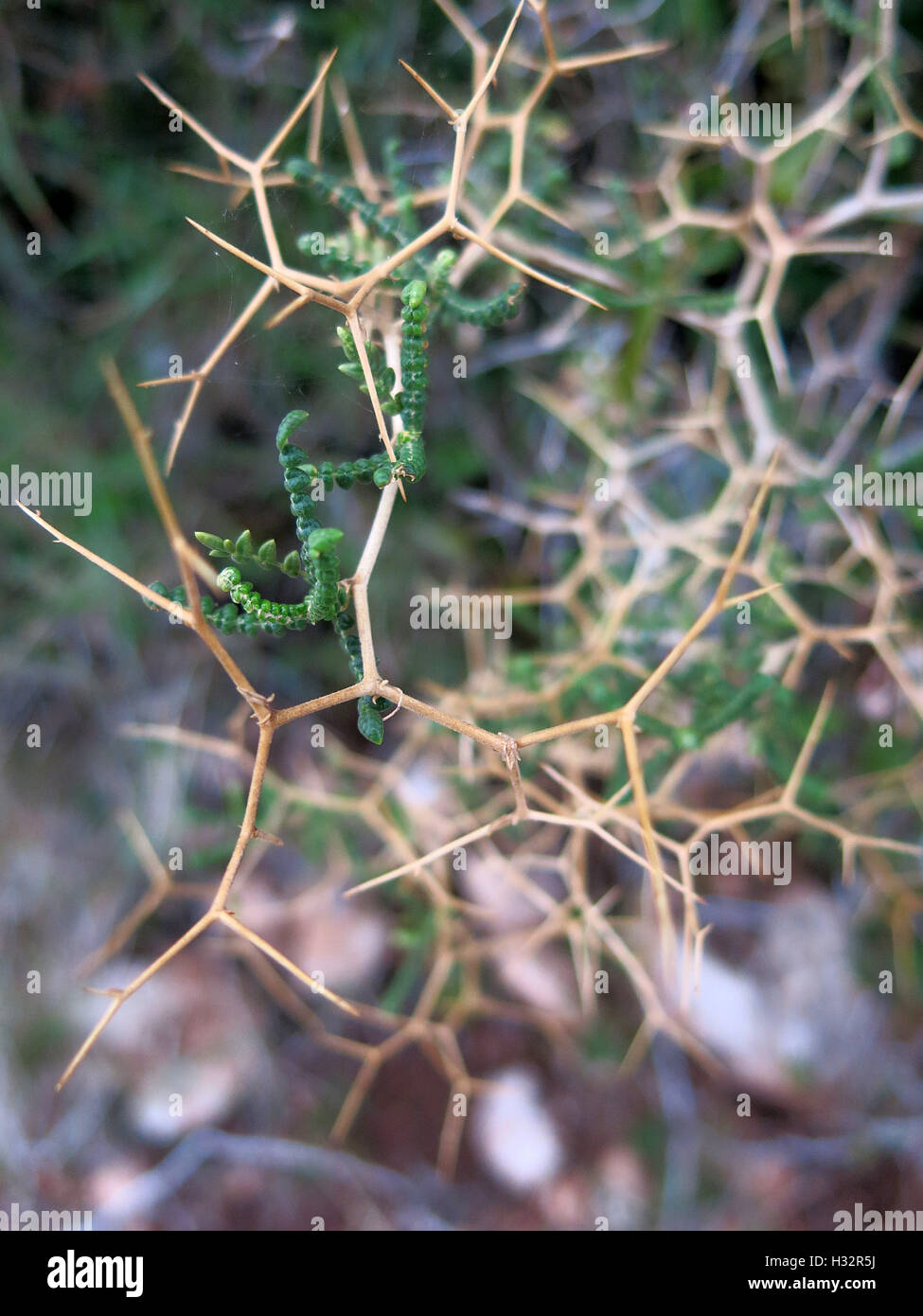 Needle plant hi-res stock photography and images - Alamy