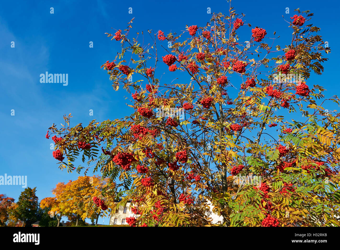 Rowan berries, Finland Stock Photo - Alamy