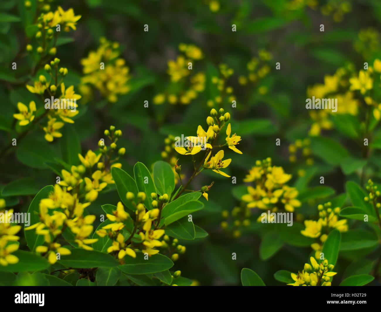 Gold golden foliage shrub hi-res stock photography and images - Alamy