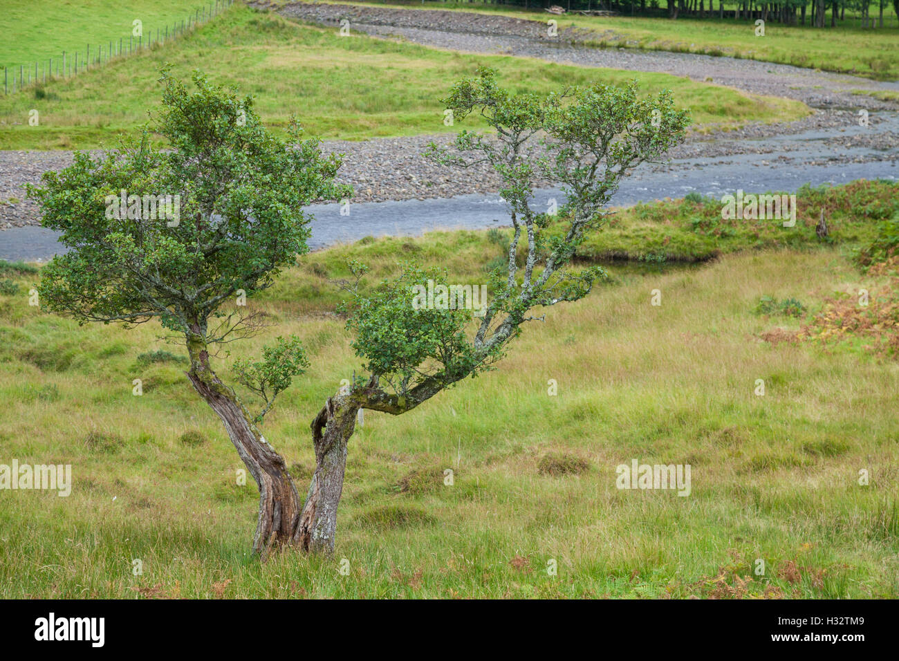Split tree hi-res stock photography and images - Alamy