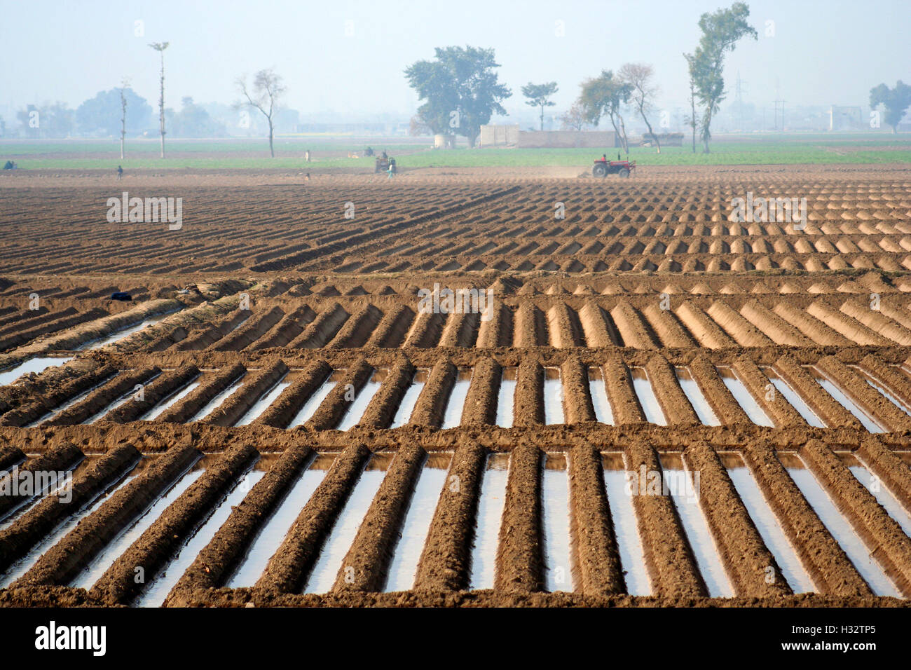 Field in the rural part of Pakistan Stock Photo - Alamy