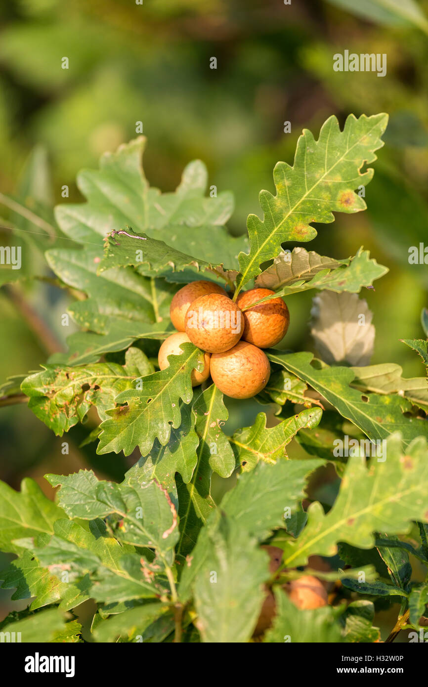 Gall wasp Cynips quercusfolii on the oak tree Stock Photo - Alamy