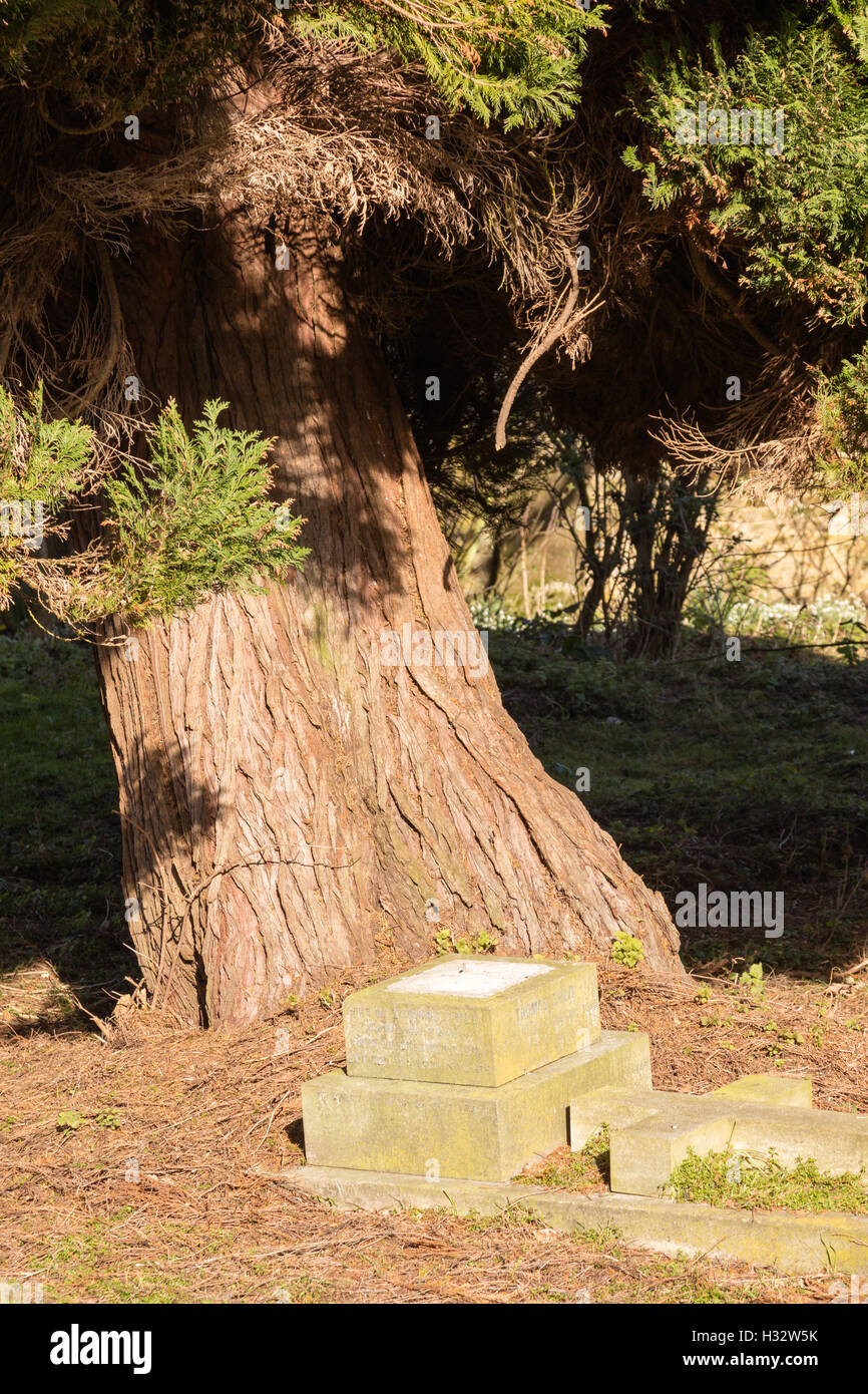 Tree Graveyard High Resolution Stock Photography and Images - Alamy