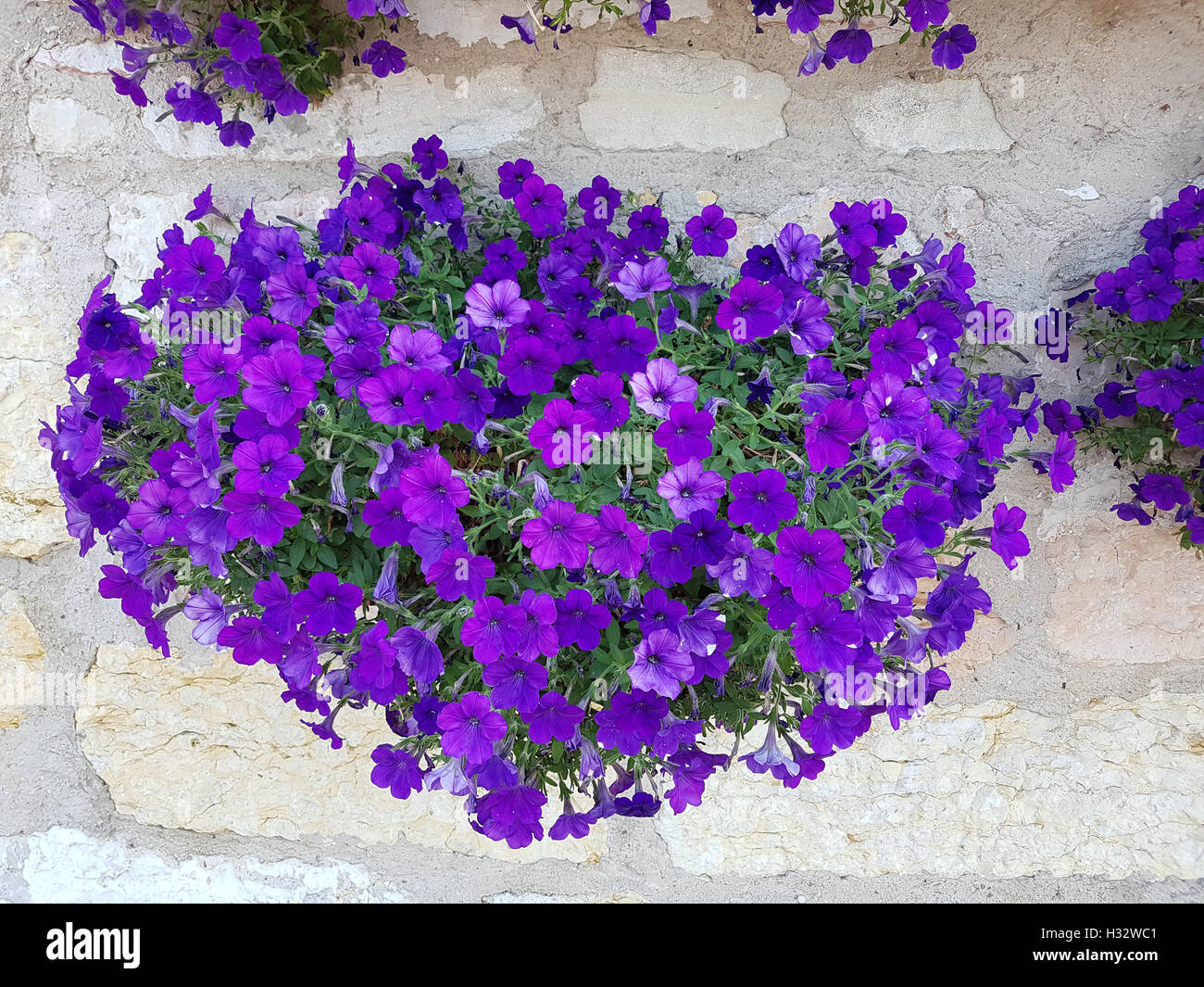 Petunie, Pitunia, night, sky Stock Photo - Alamy