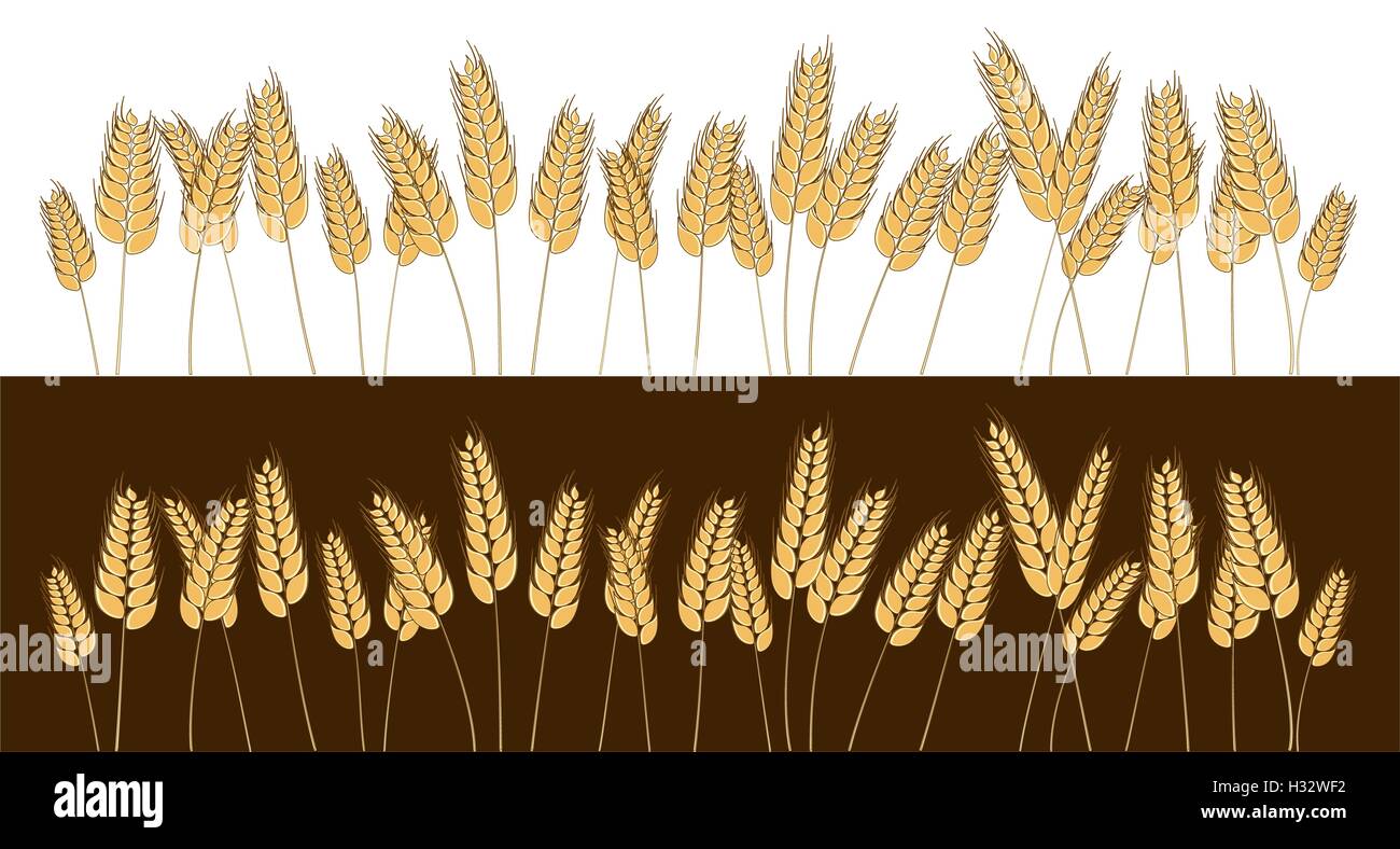 Bottom page wheat field design element. Vector. Isolated illustration ...