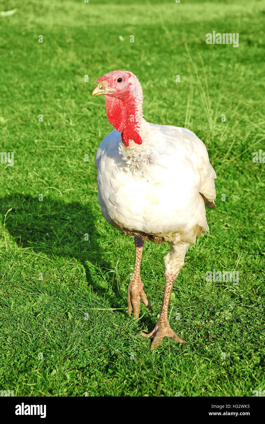 Turkey bird hi-res stock photography and images - Alamy