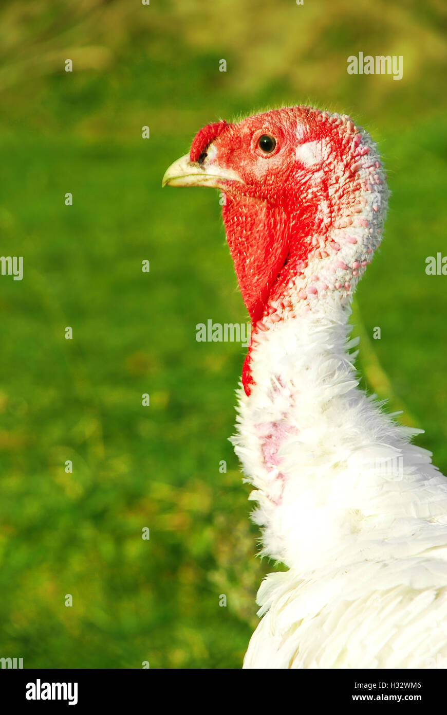 Turkey bird hi-res stock photography and images - Alamy