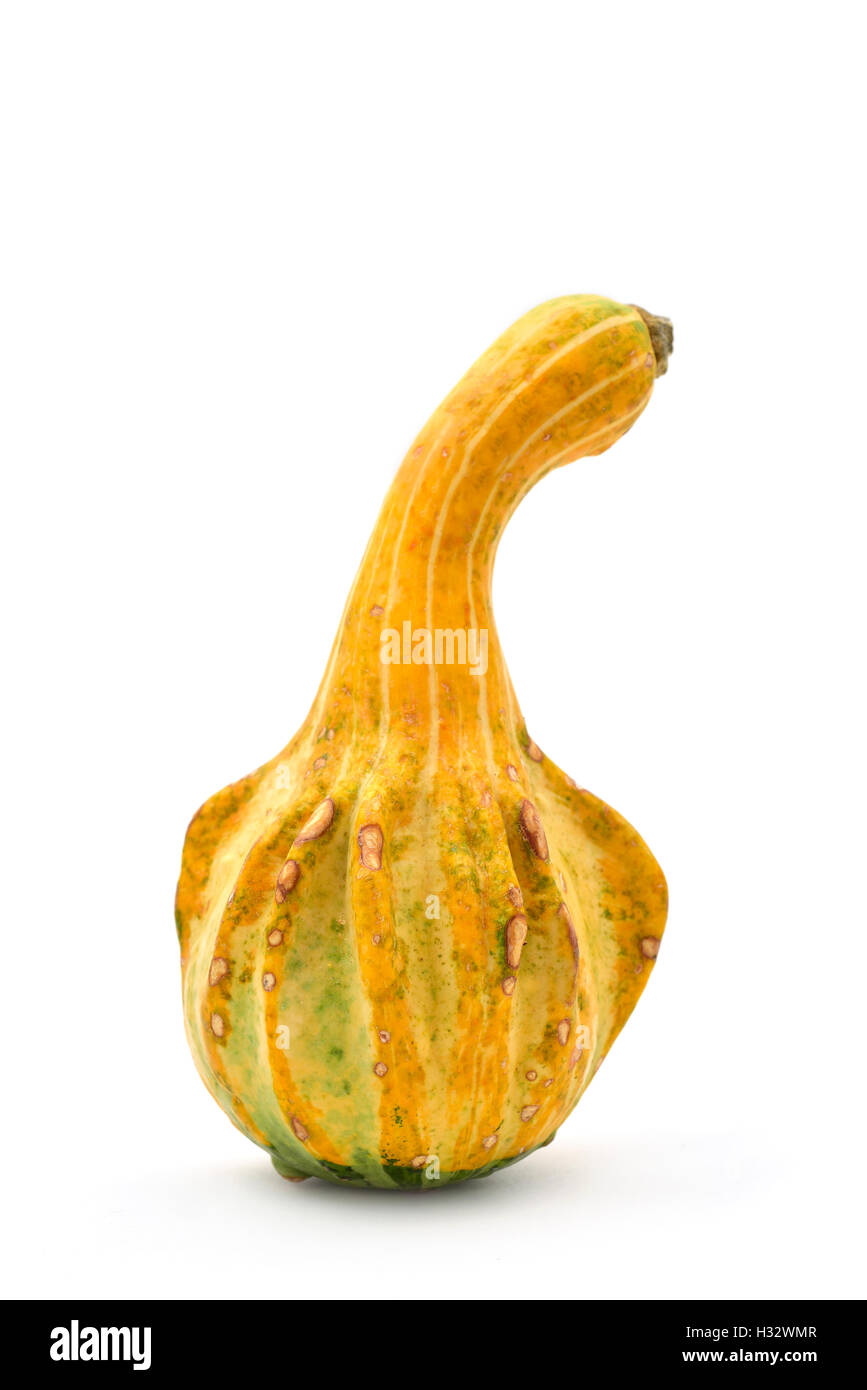 a peculiar long pumpkin on a white background Stock Photo - Alamy