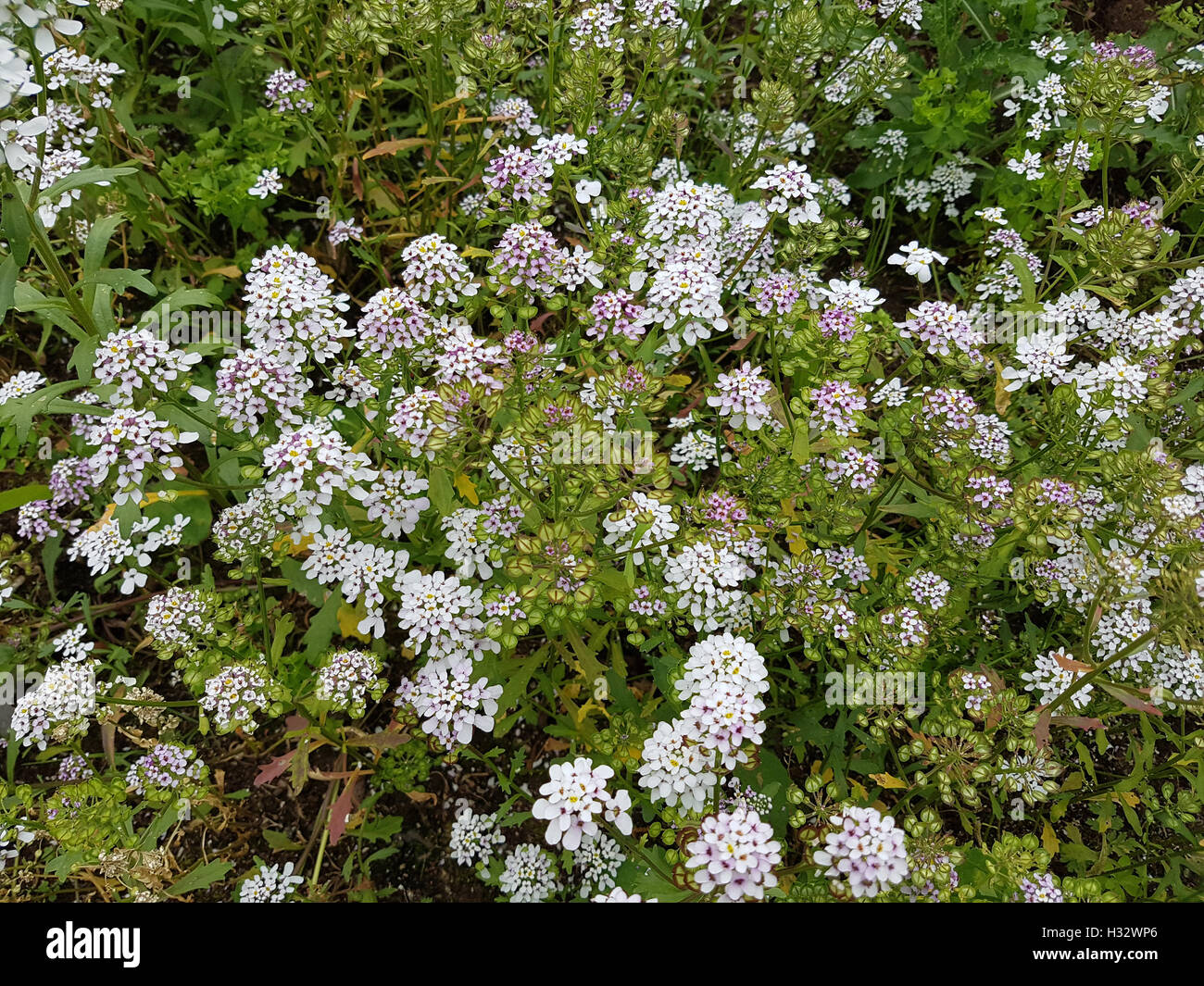 Iberis amara hi-res stock photography and images - Alamy