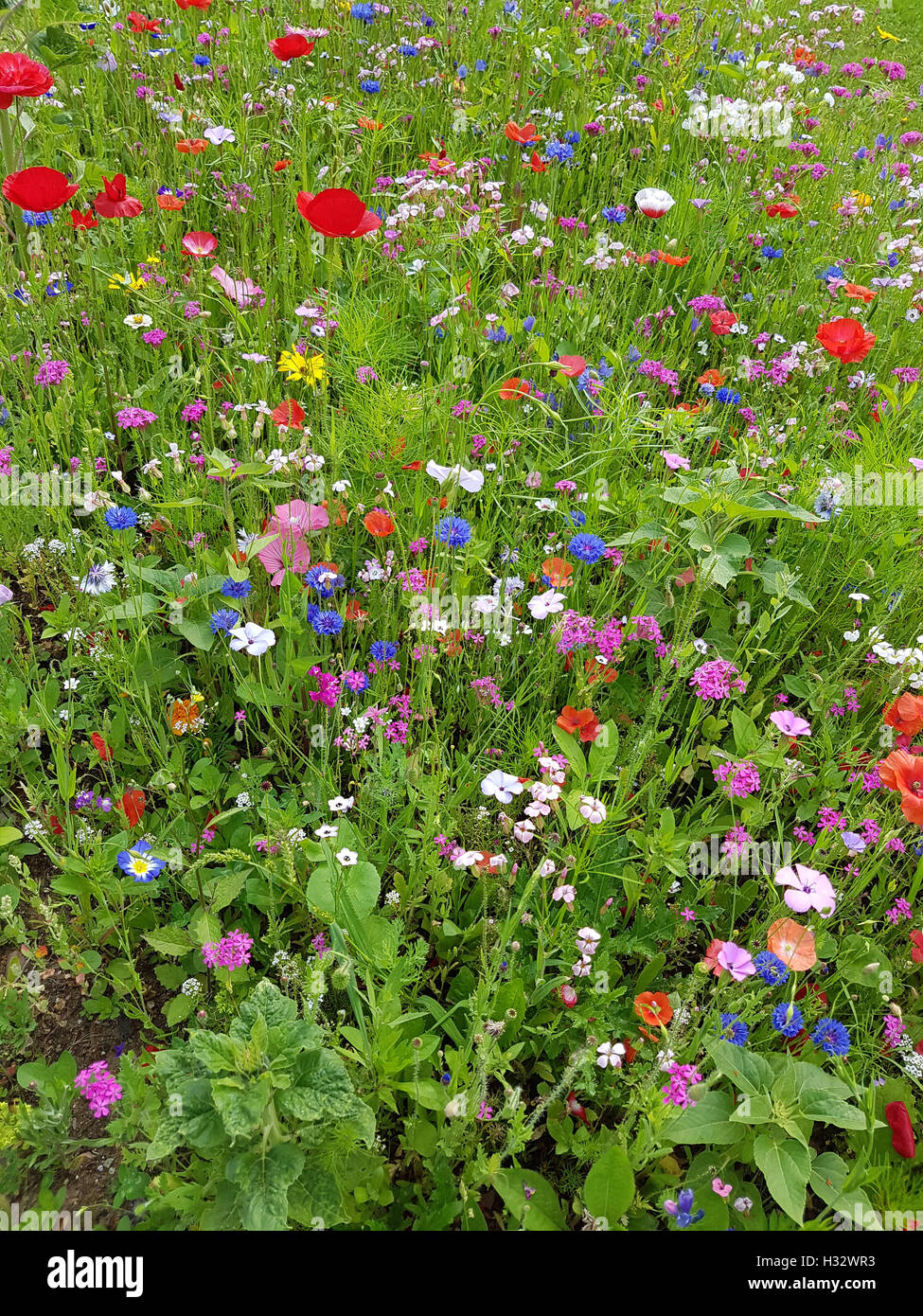 Blumenwiese, Wiesenblumen, Wildblumen Stock Photo - Alamy
