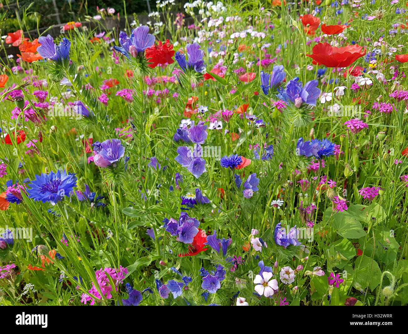 Blumenwiese, Wiesenblumen, Wildblumen Stock Photo - Alamy