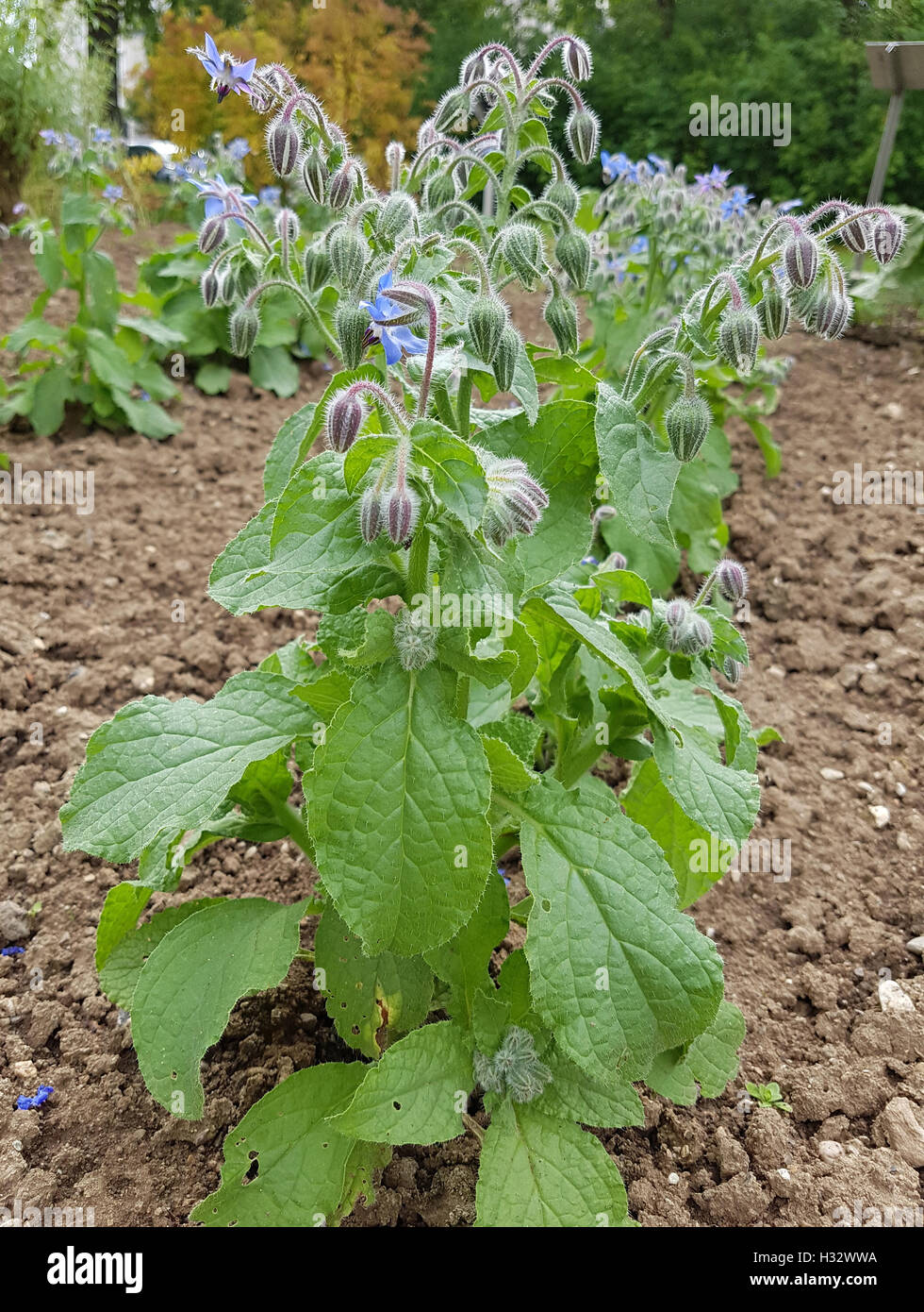 Borretsch; Borretschbluete; Borago officinalis Stock Photo - Alamy