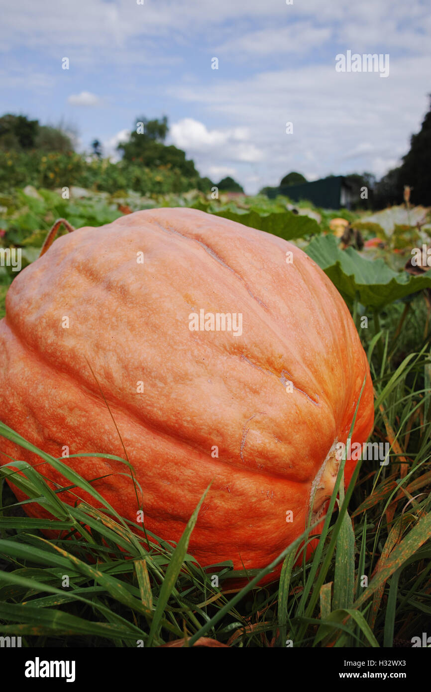 Giant pumpkin in pumpkin patch ready for harvest Stock Photo - Alamy