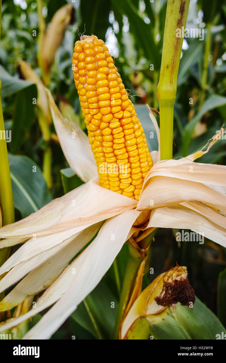 Field with organic ripe corn Stock Photo - Alamy