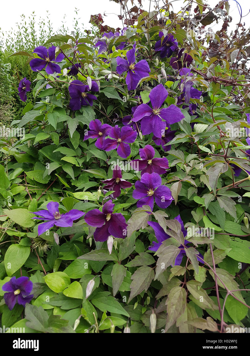 Clematis; Jackmanii; Clematis-Hybride, Kletterpflanze Stock Photo - Alamy