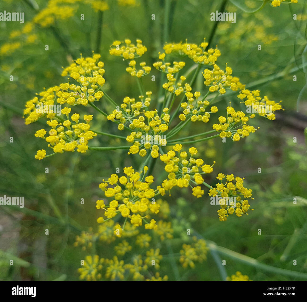 Fenchel hi-res stock photography and images - Alamy