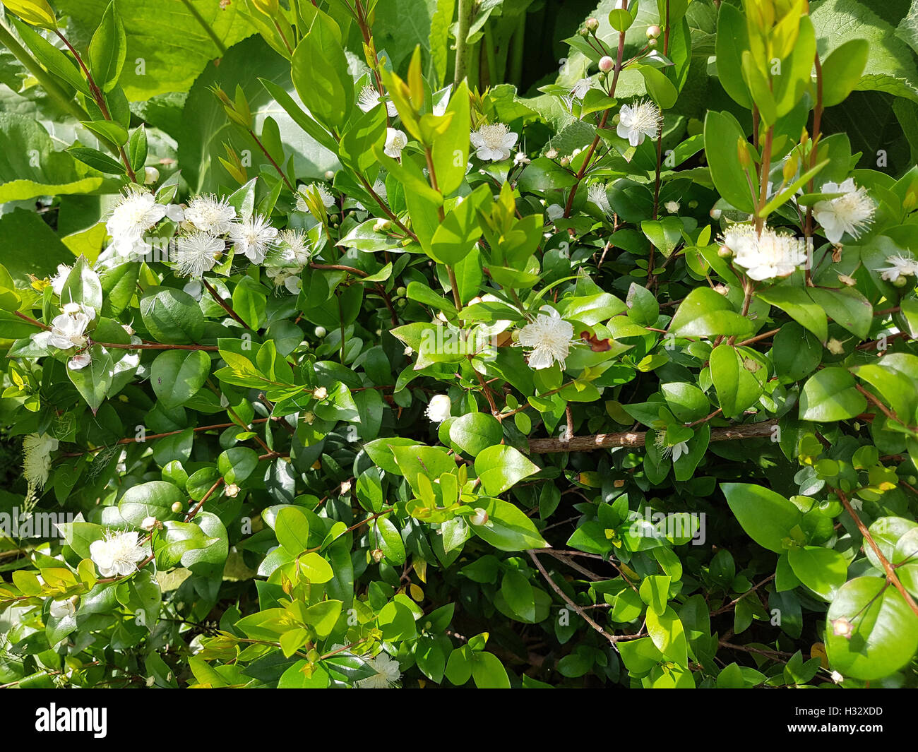 Myrte; Myrtus, communis; Balsam; Myrtenstrauch Stock Photo - Alamy