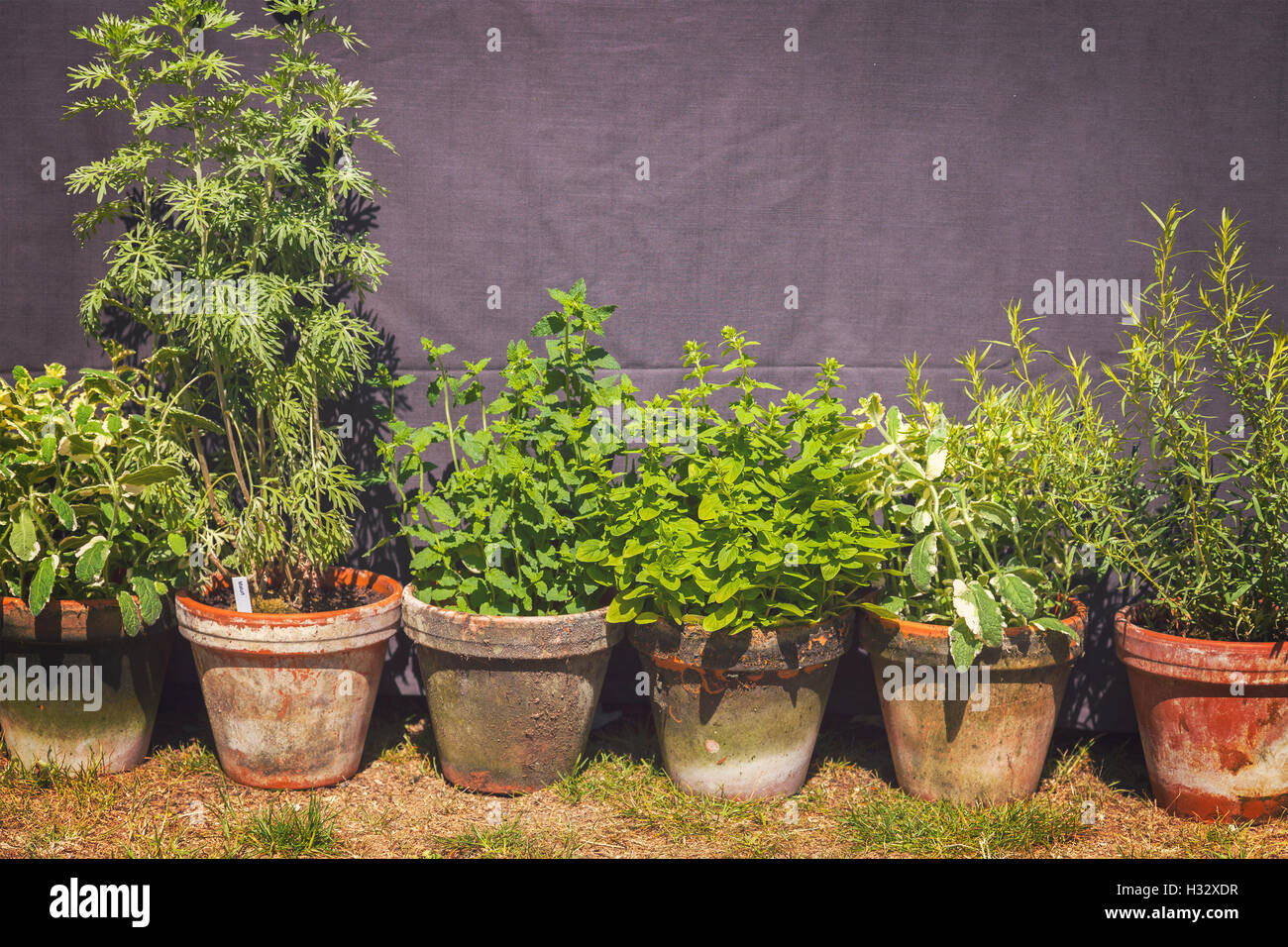 Vintage potted plants hi-res stock photography and images - Alamy