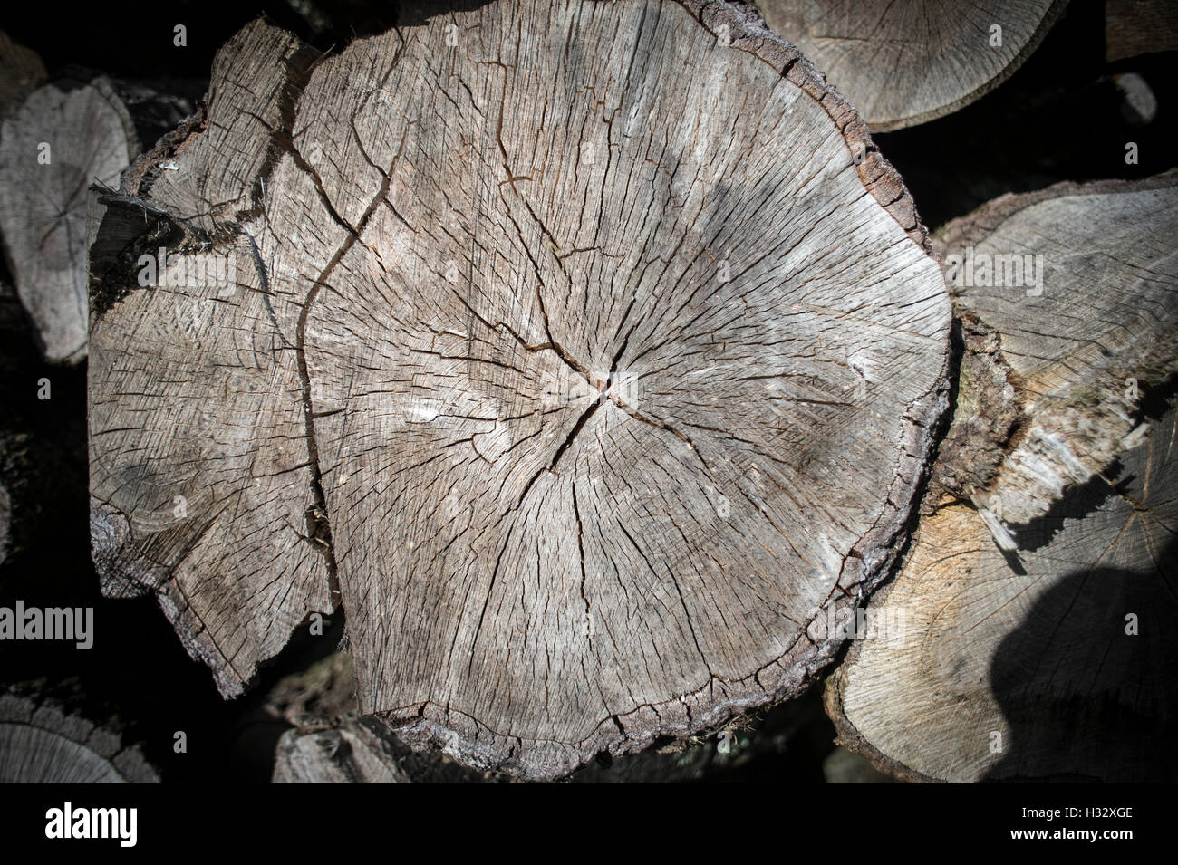 Wooden cut log hi-res stock photography and images - Alamy