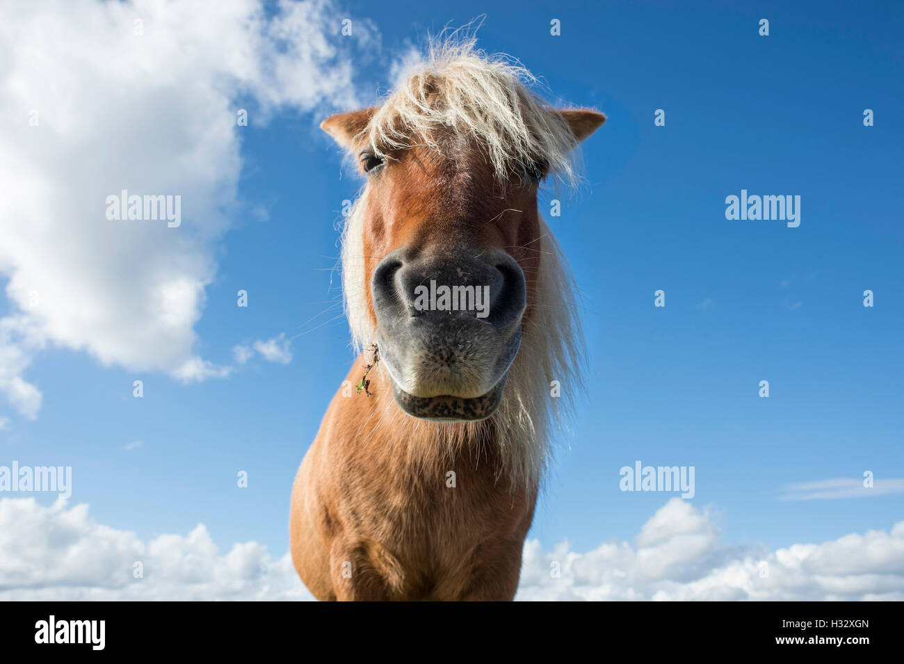 close up of a New Forest pony Stock Photo - Alamy