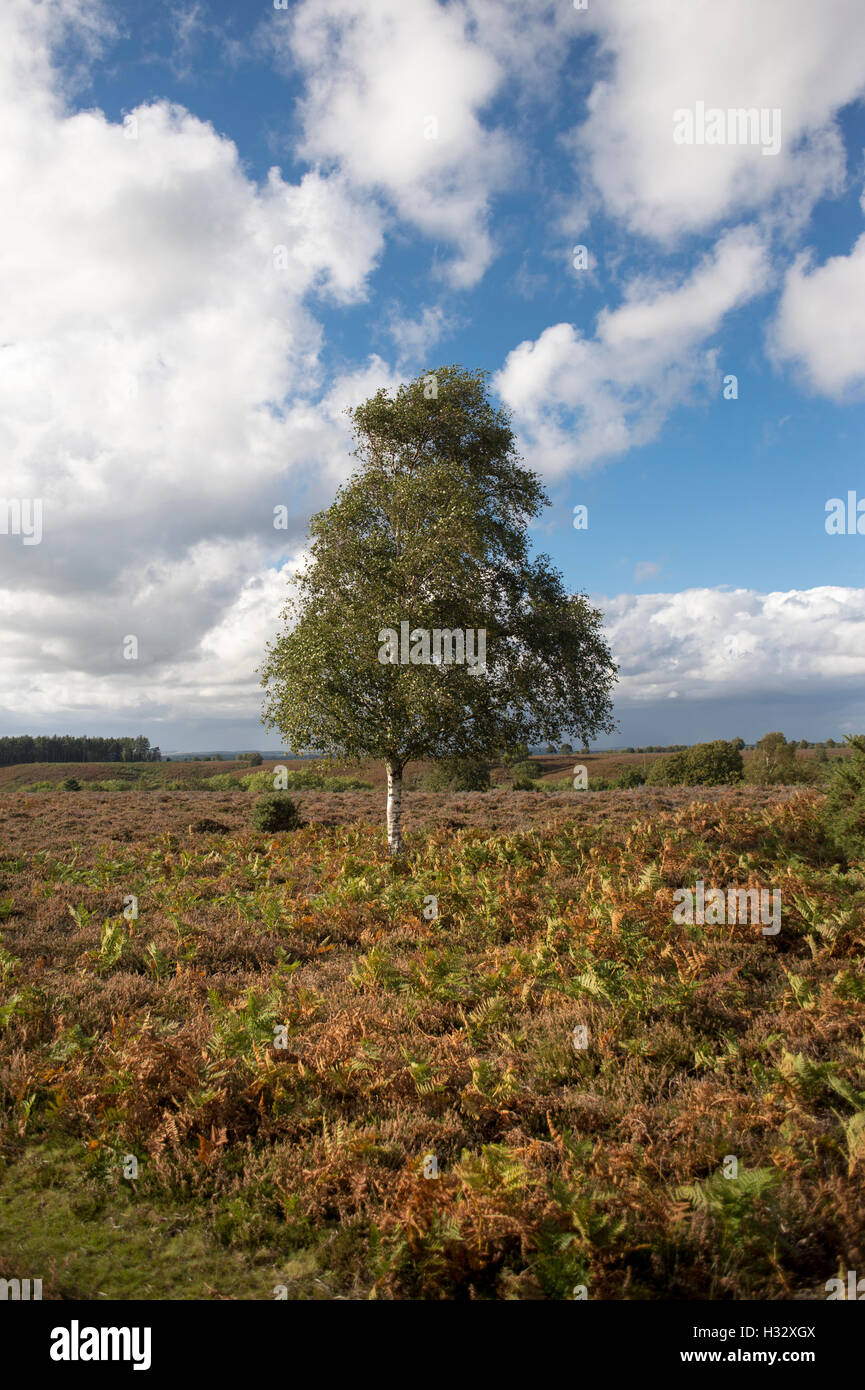 Single tree in heathland, New Forest Stock Photo - Alamy
