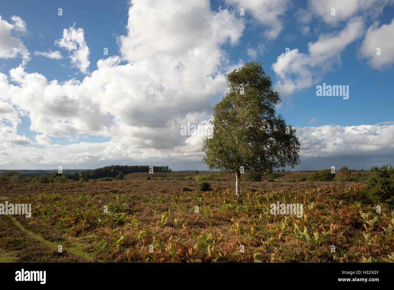 Landscape view of the New Forest Stock Photo - Alamy