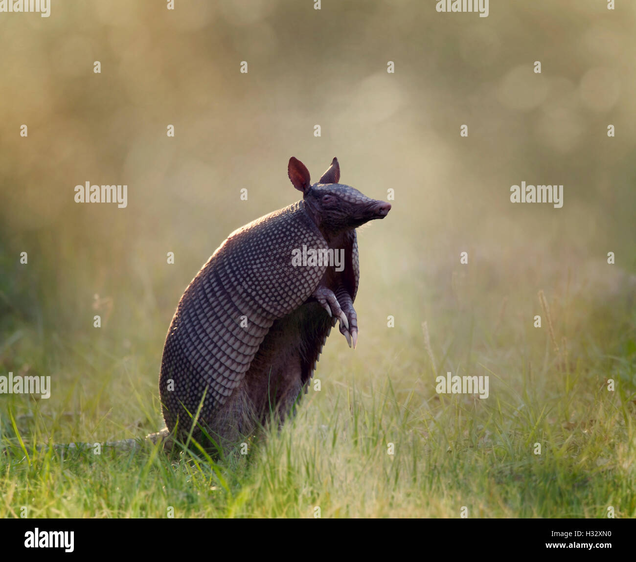 Nine Banded Armadillo High Resolution Stock Photography and Images - Alamy