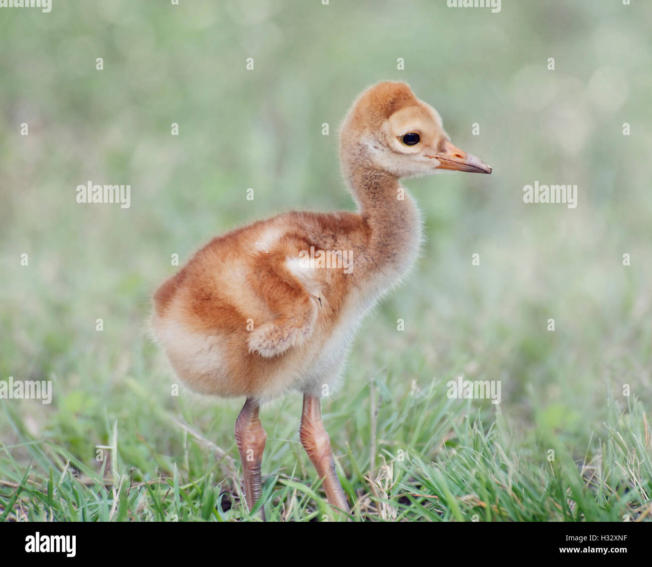 Crane bird baby hi-res stock photography and images - Alamy